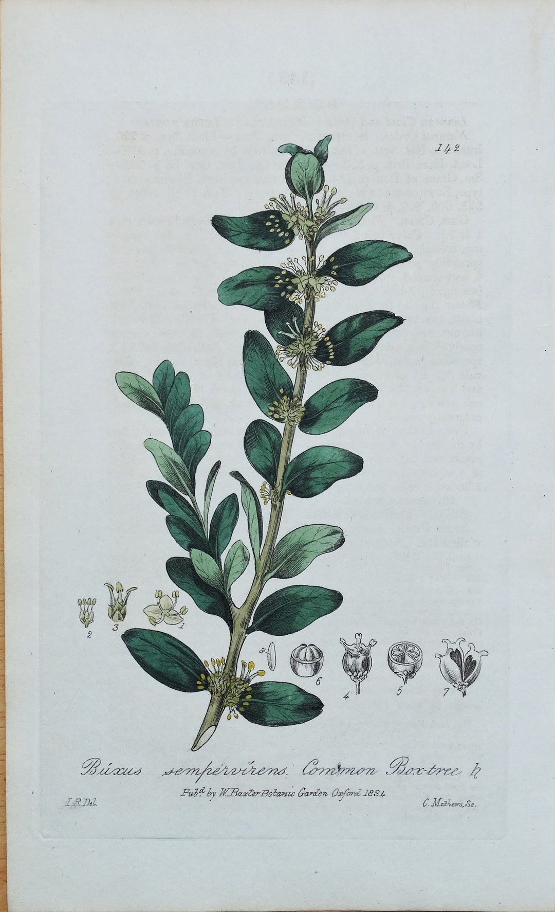 Antique Botanical Print BUXUS BOX TREE Baxter Antique Engraved - Etsy