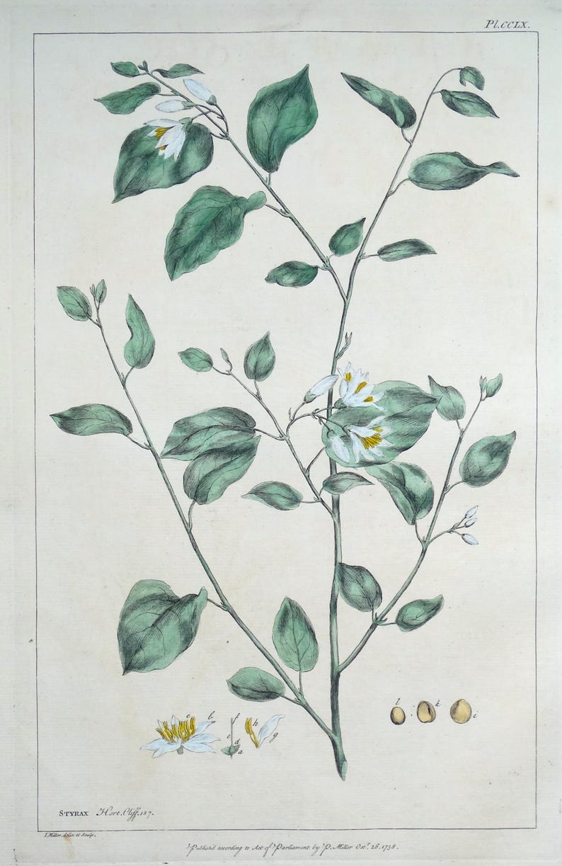 Antique Botanical Print STYRAX, STORAX Tree, SNOWBELL Philip Miller ...