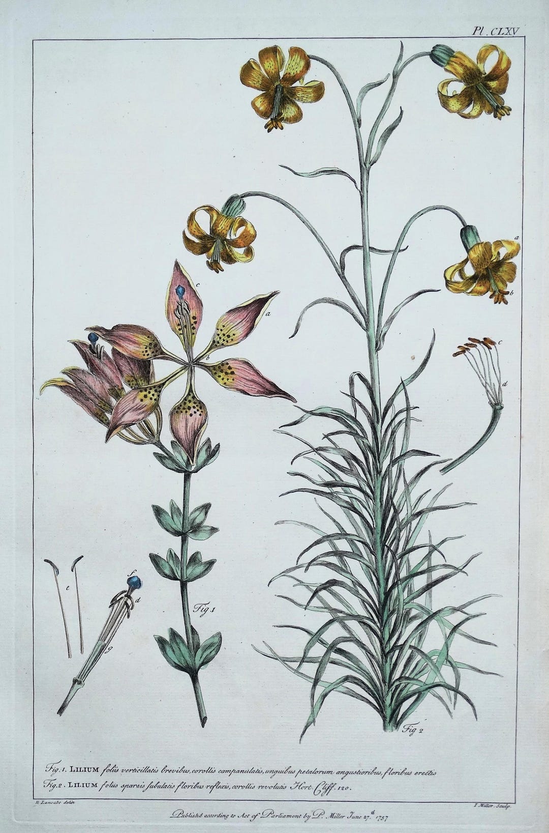 Antique Botanical Print LILIUM LILY Philip Miller Old Vintage Engraving ...