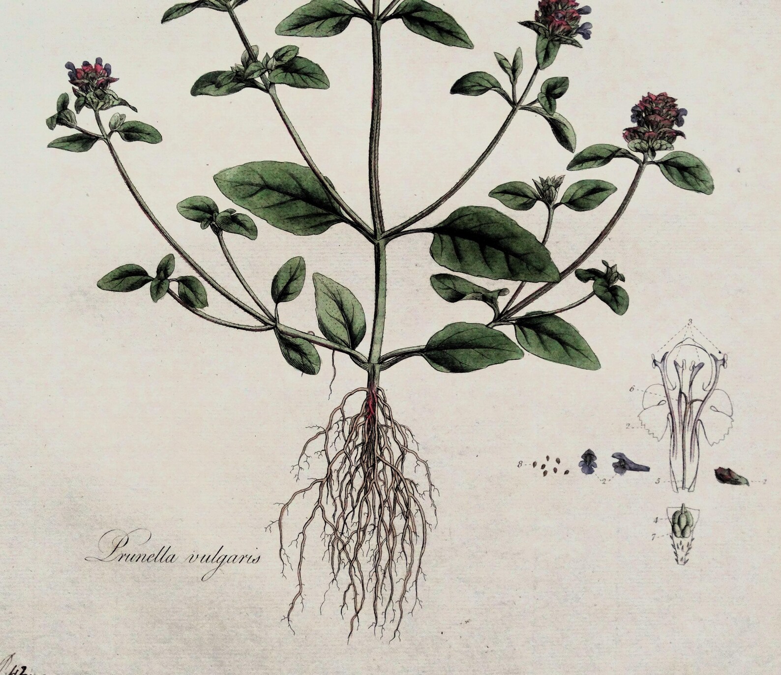 Antique Botanical Print PRUNELLA VULGARIS SELFHEAL Curtis Flora ...