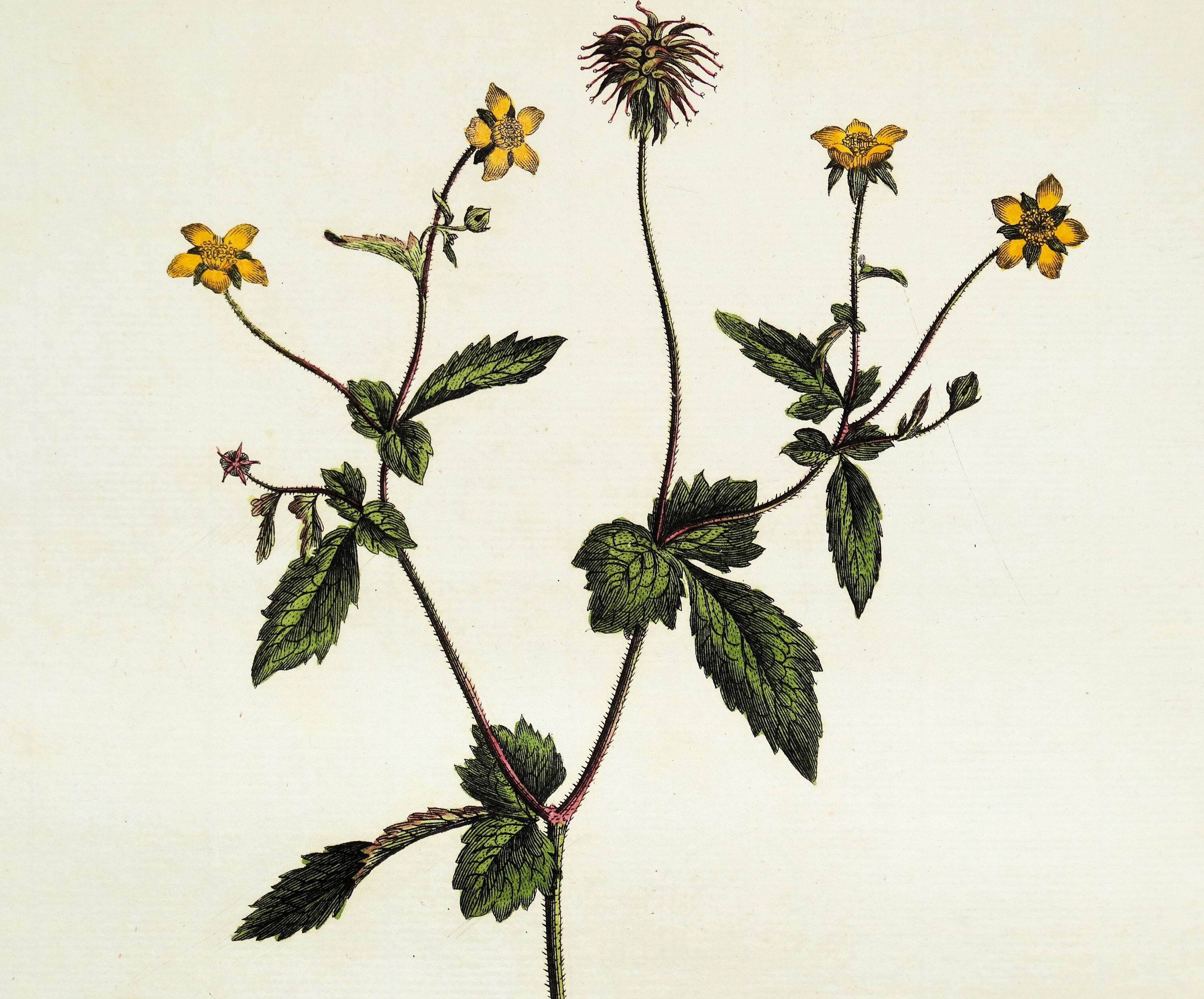 Antique Botanical Print GEUM URBANUM Wood Avens Curtis Flora ...