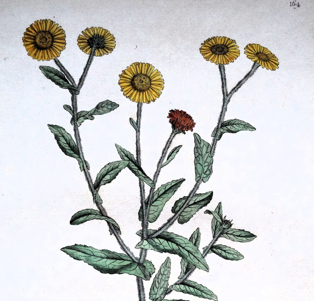 Antique Botanical Print INULA, COMMON FLEABANE, Curtis Botanical ...