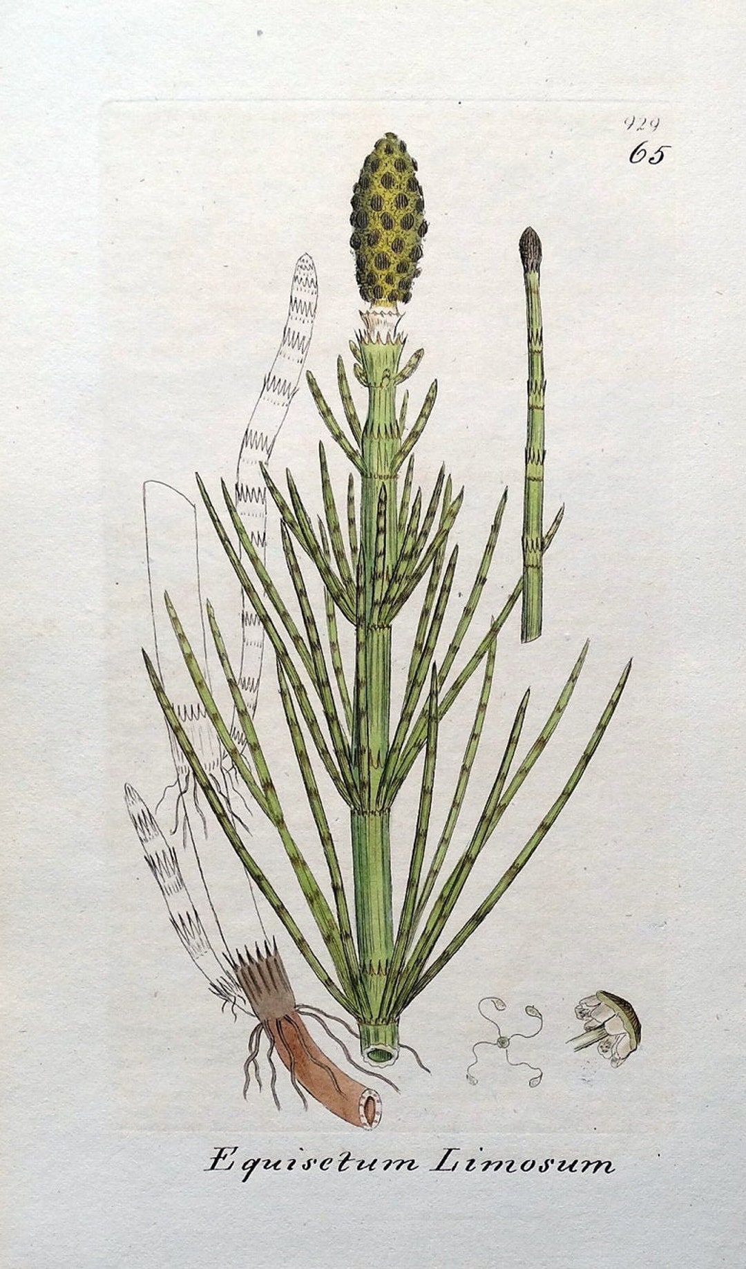 EQUISETUM LIMOSUM Smooth Horsetail Antique Botanical Engraving - Etsy