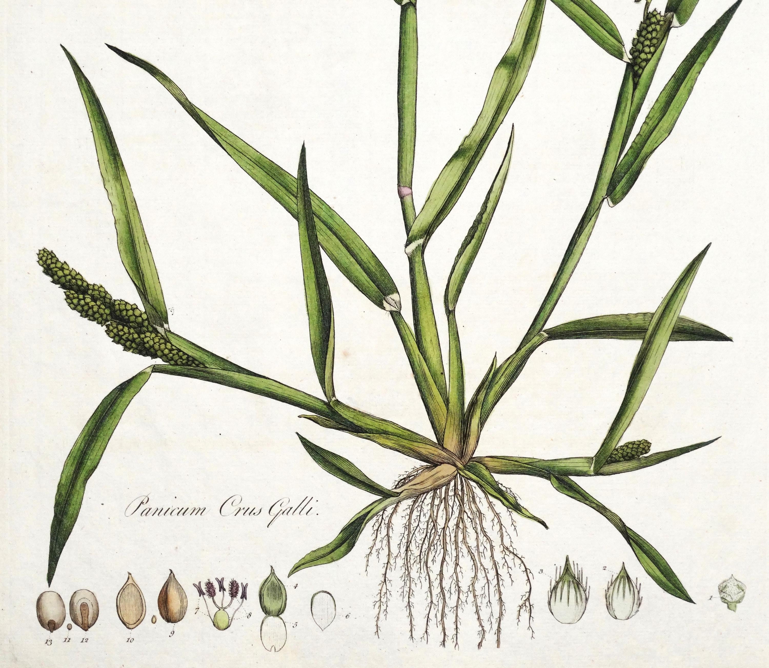 Antique Botanical Print PANICUM CRUS GRASS Curtisflora Londinensis 1777 ...