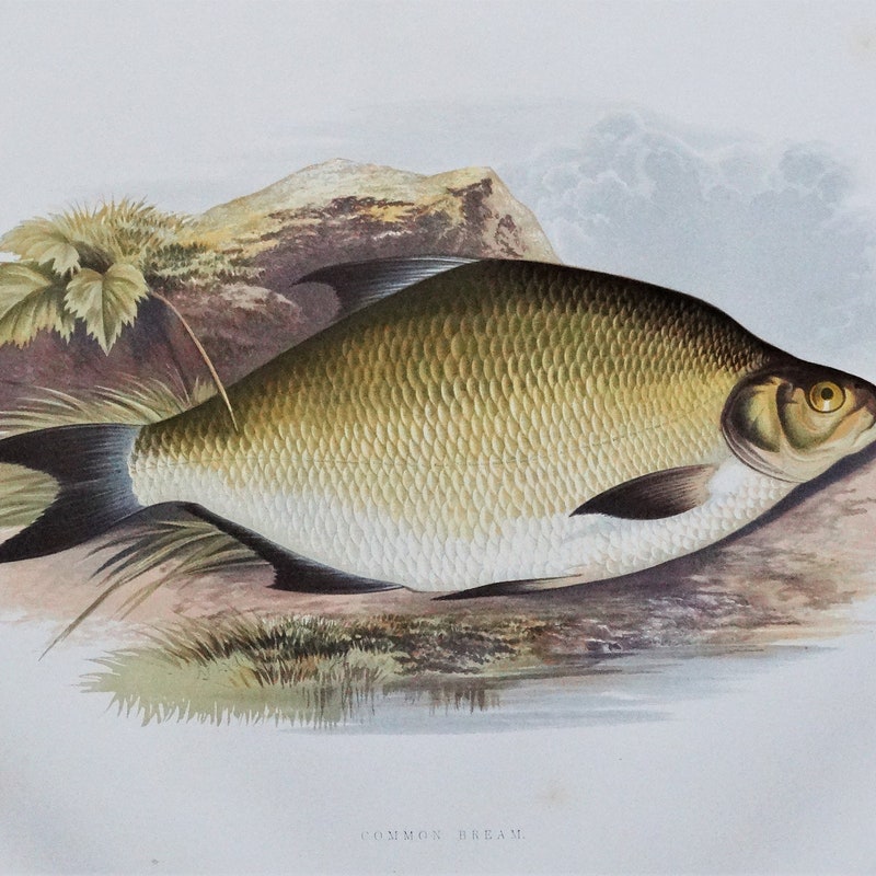 Antique Fish Print - Etsy