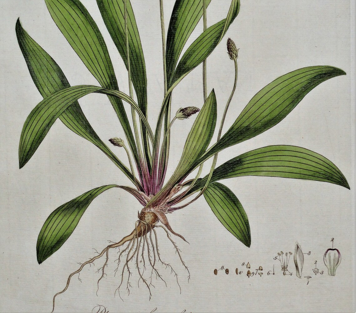 Antique Botanical Print ENGLISH PLANTAIN Curtis Large Flora Londinensis ...