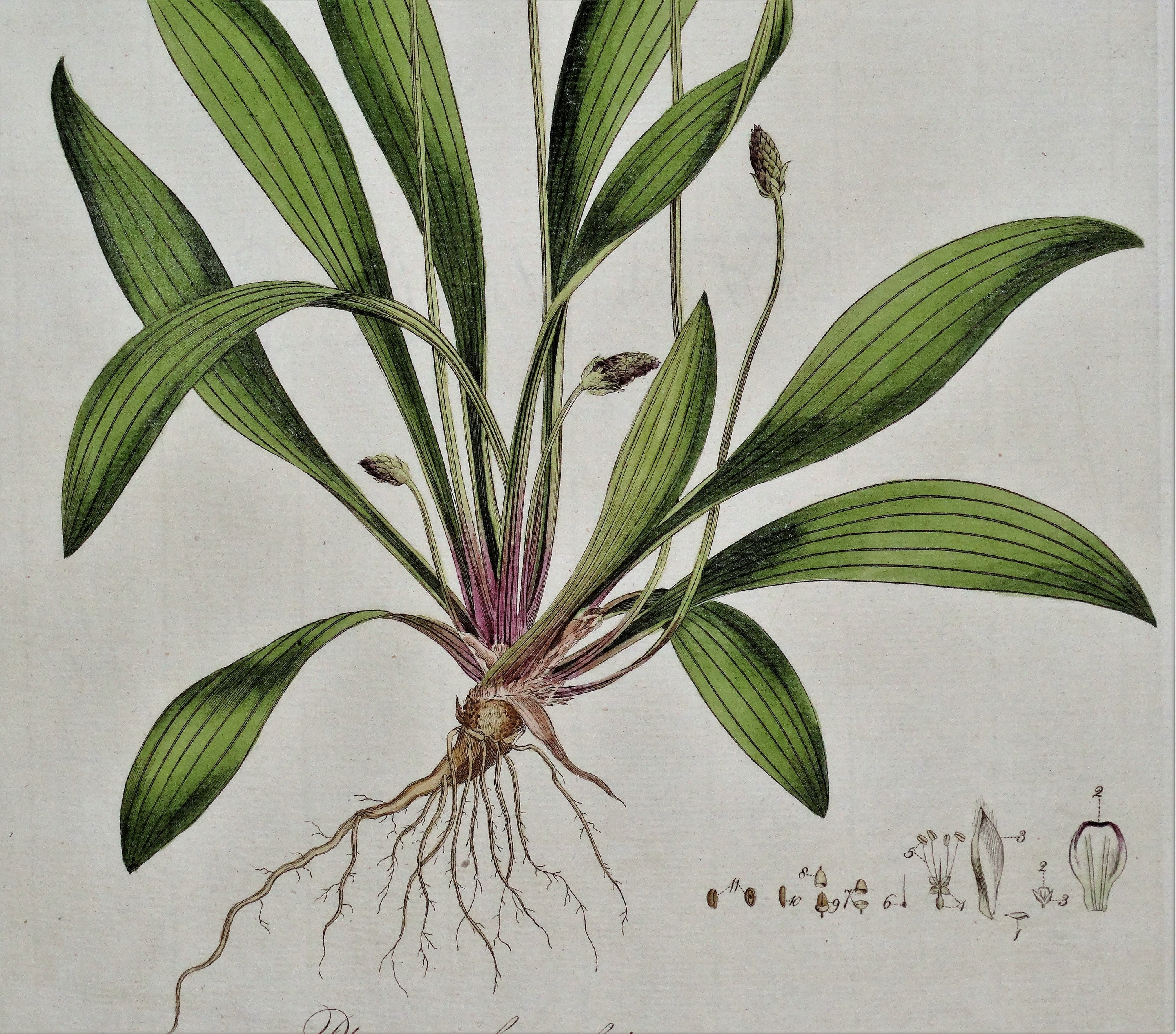 Antique Botanical Print ENGLISH PLANTAIN Curtis Large Flora - Etsy