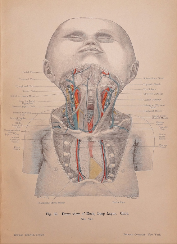 Vein Diagram Of The Chest