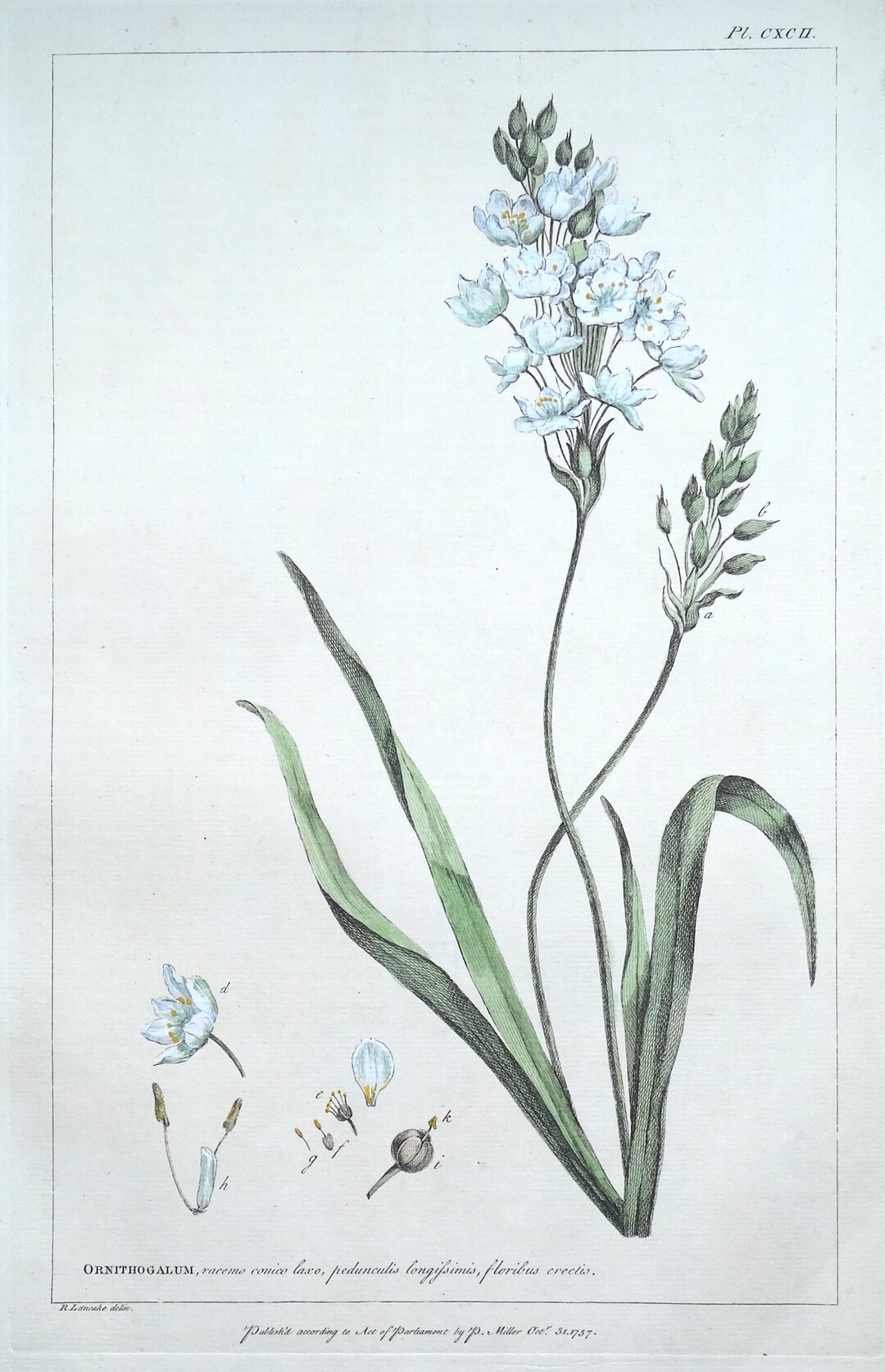Antique Botanical Print ORNITHOGALUM, STAR of BETHLEHEM Philip Miller ...