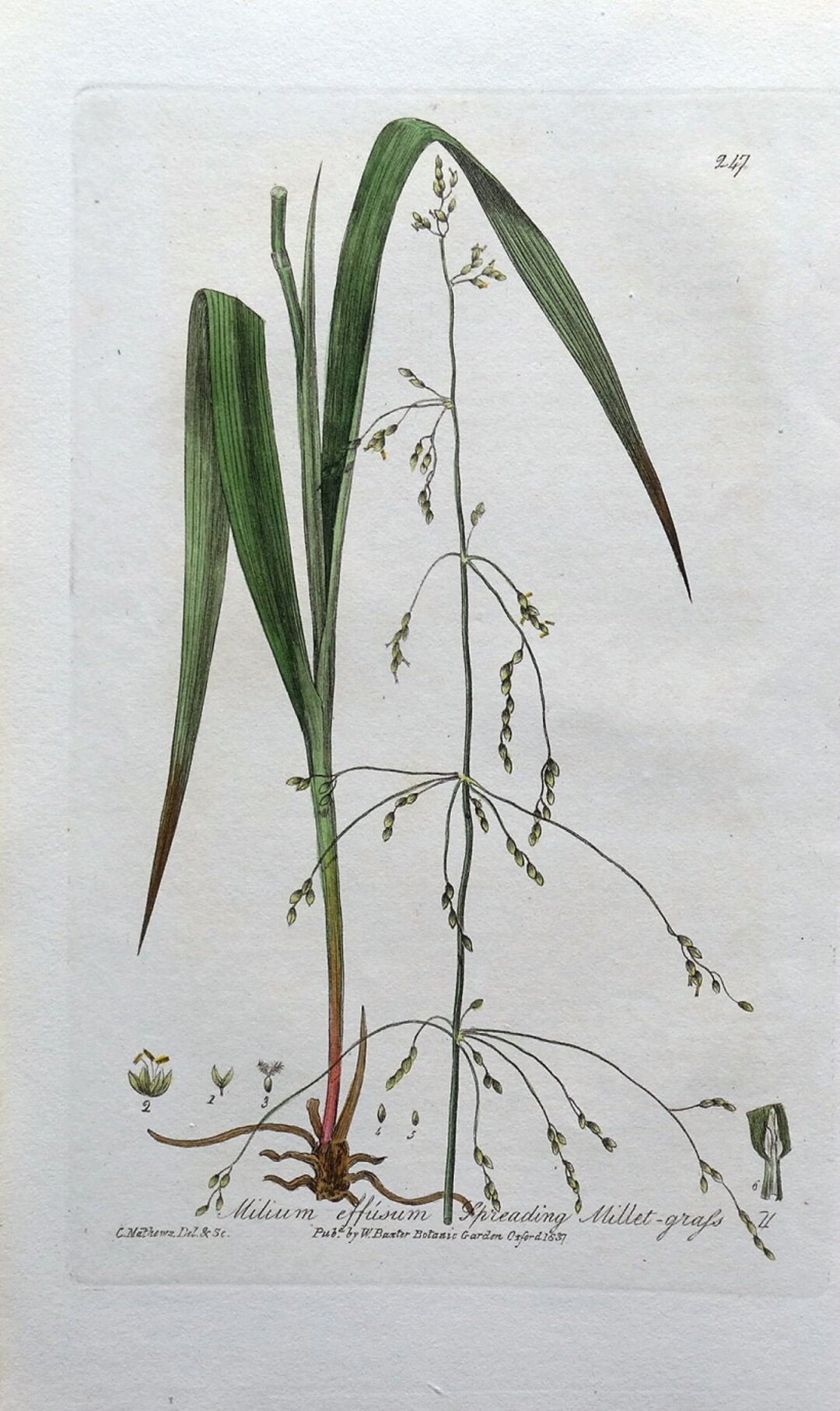 Antique Botanical Print WOOD MILLET GRASS Milium Effusum Baxter Antique ...