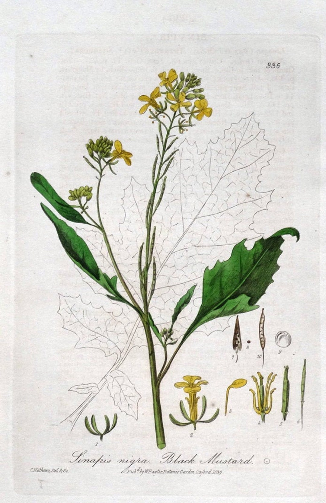 SINAPIS NIGRA MUSTARD Baxter Antique Engraved Botanical Plant - Etsy