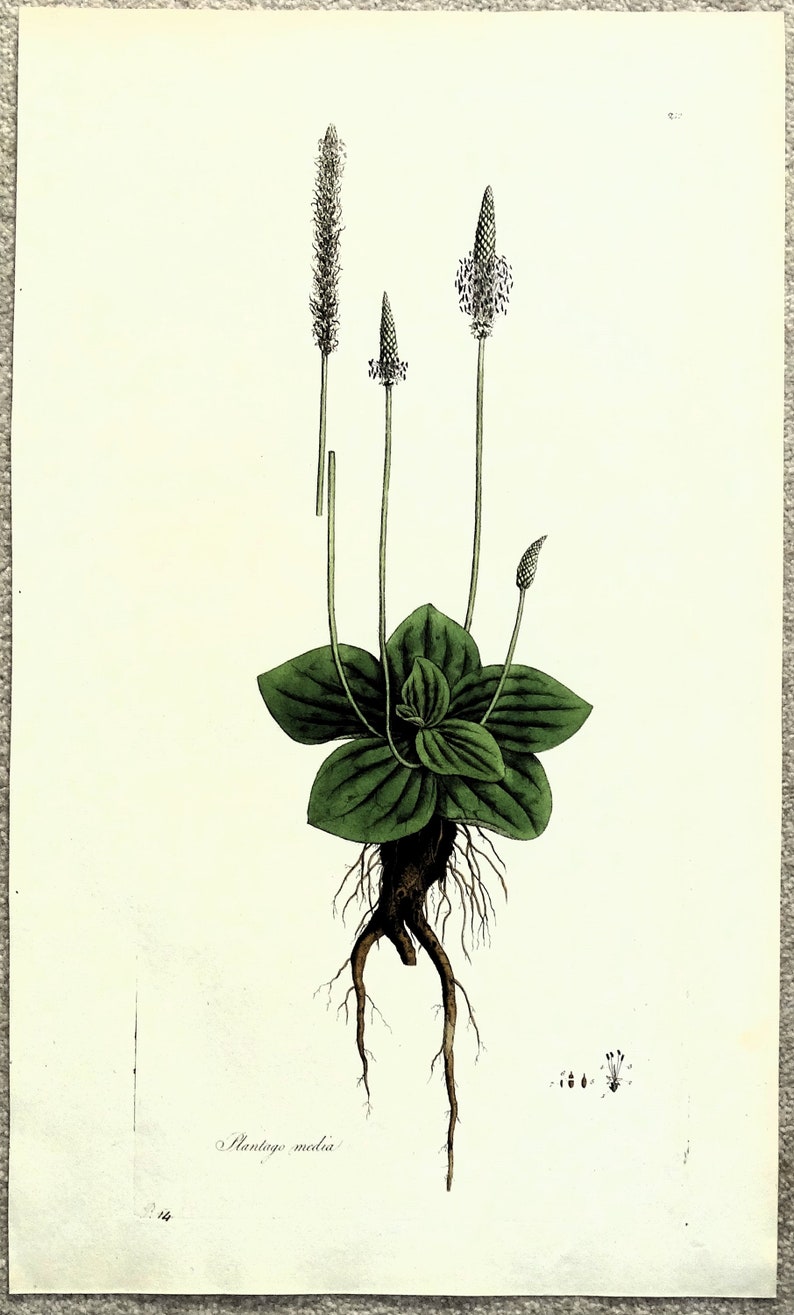 Antique Botanical Print PLANTAGO HOARY PLANTAIN Large Original Curtis ...