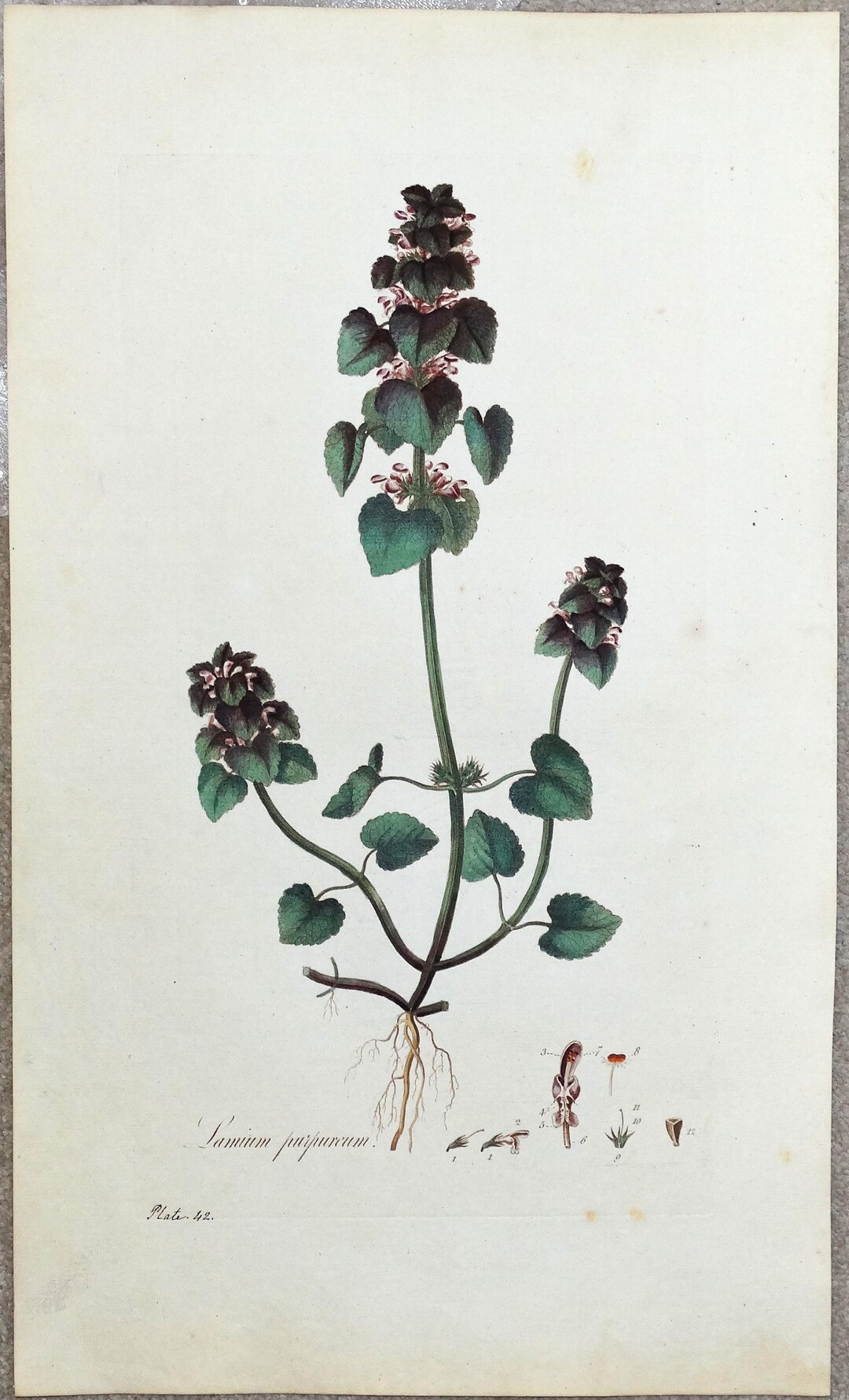 Antique Botanical Print LAMIUM PURPUREUM Curtis Flora Londinensis 1777 ...