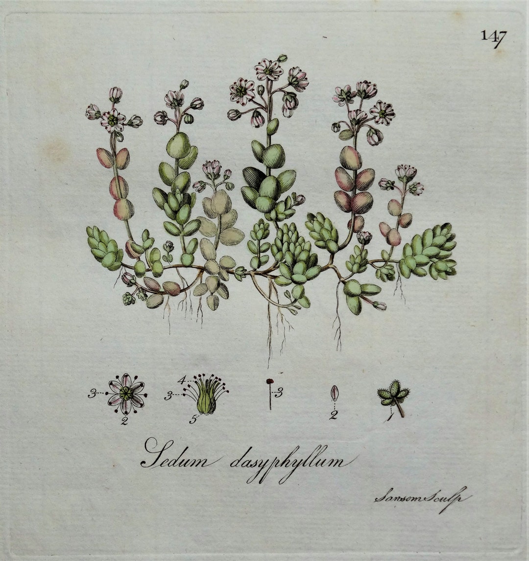 Antique Botanical Print SEDUM DASYPHYLLUM, STONECROP Curtis Flora ...