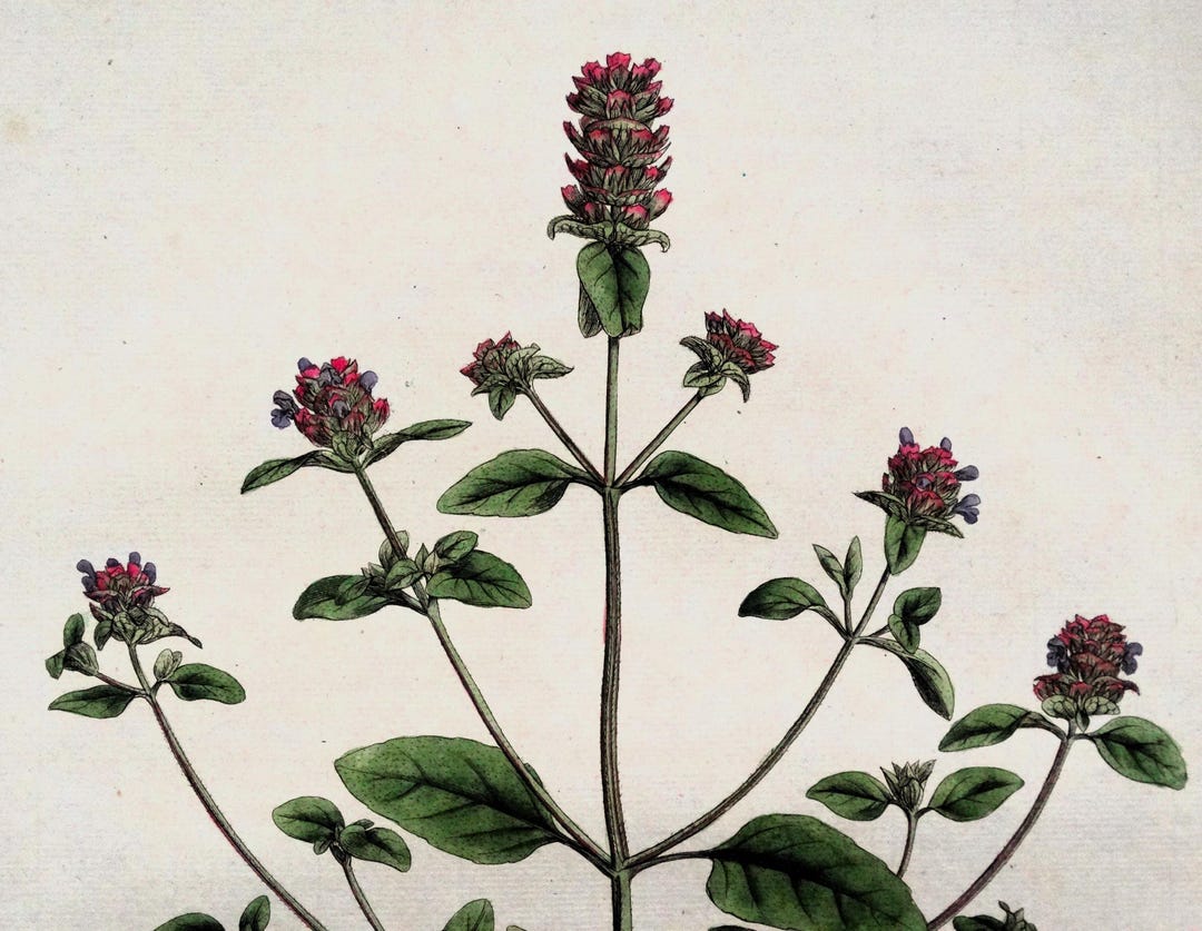Antique Botanical Print PRUNELLA VULGARIS SELFHEAL Curtis Flora ...