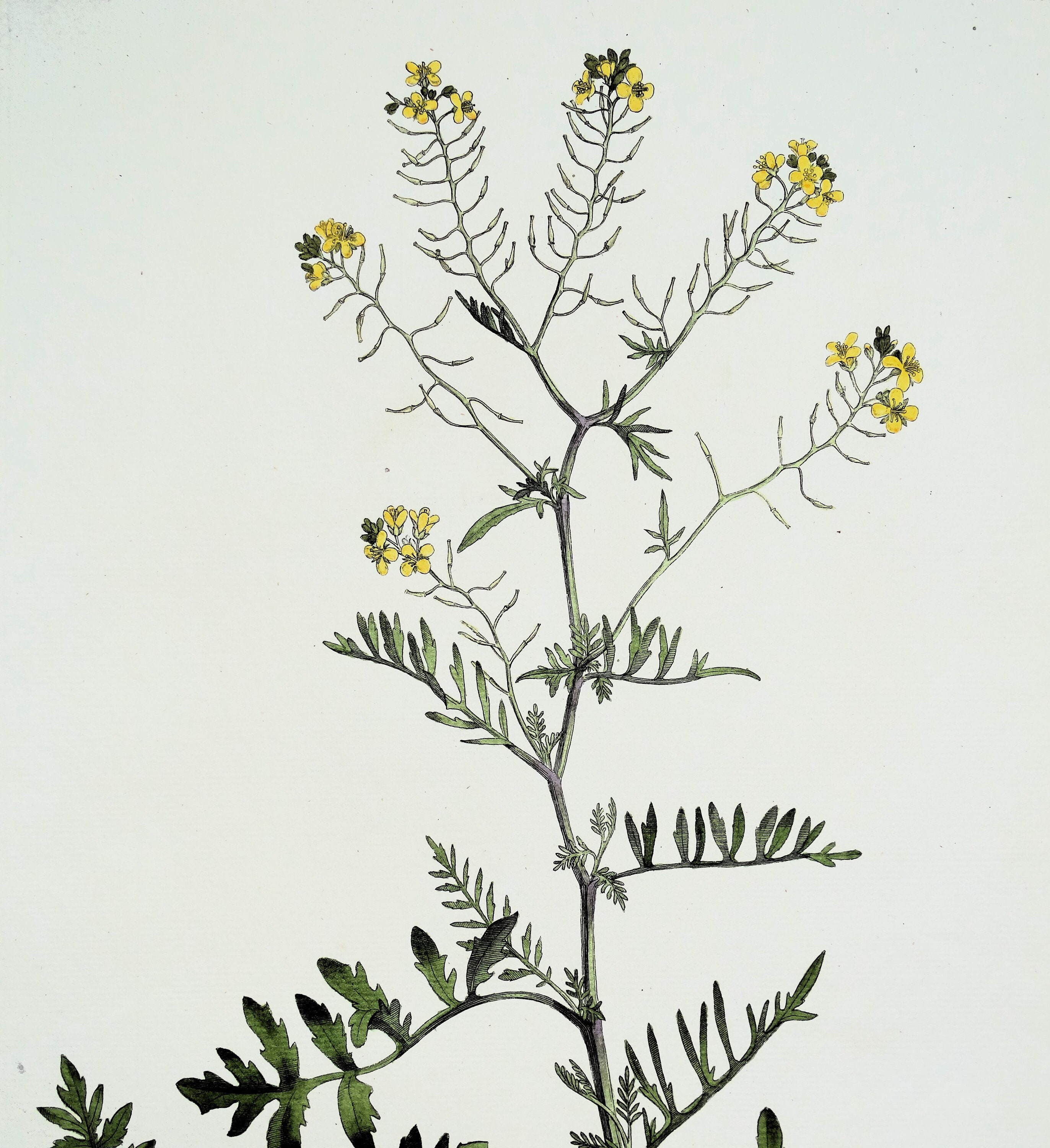 Antique Botanical Print SISYMBRIUM WATER ROCKET Curtis Flora ...