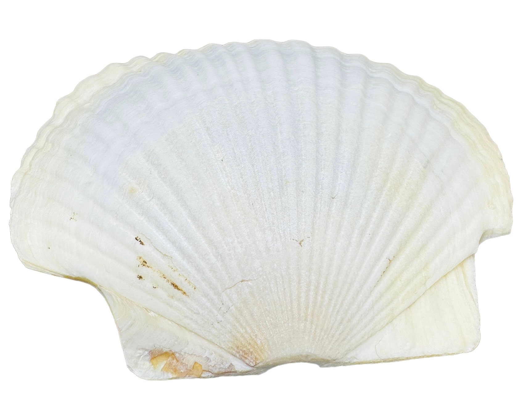 Vintage Real Scallop Shell Serving Plates/bowls a Set of 6 - Etsy