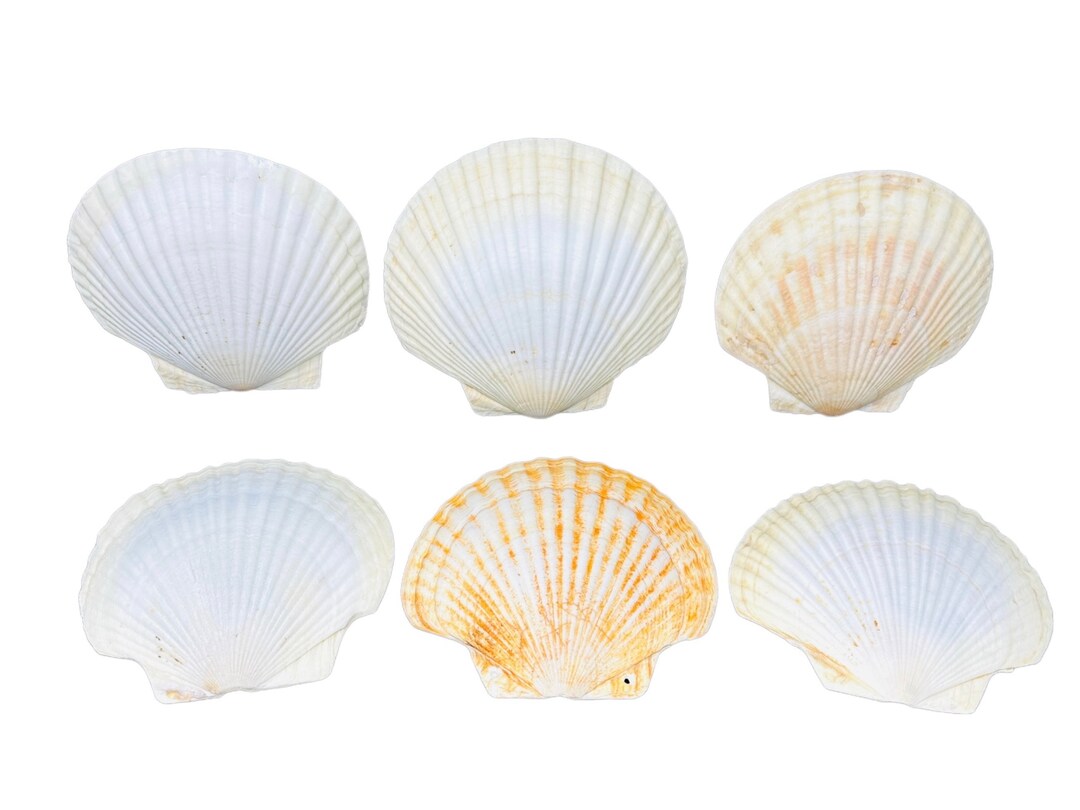 Vintage Real Scallop Shell Serving Plates/bowls a Set of 6 - Etsy