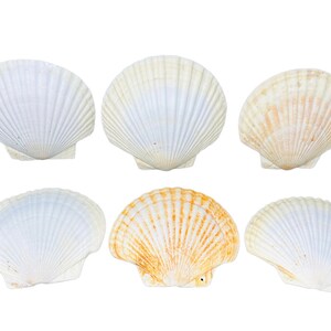 Vintage Real Scallop Shell Serving Plates/bowls a Set of 6 - Etsy