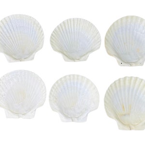 Vintage Real Scallop Shell Serving Plates/bowls a Set of 6 - Etsy