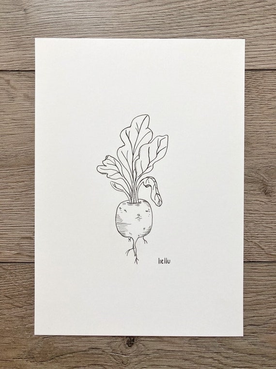 Turnips Drawing