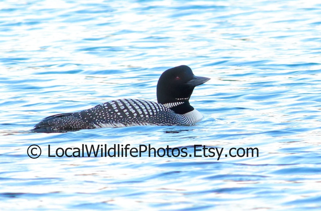 Loon Smiling on the Lake - Instant Download - Side View - Etsy