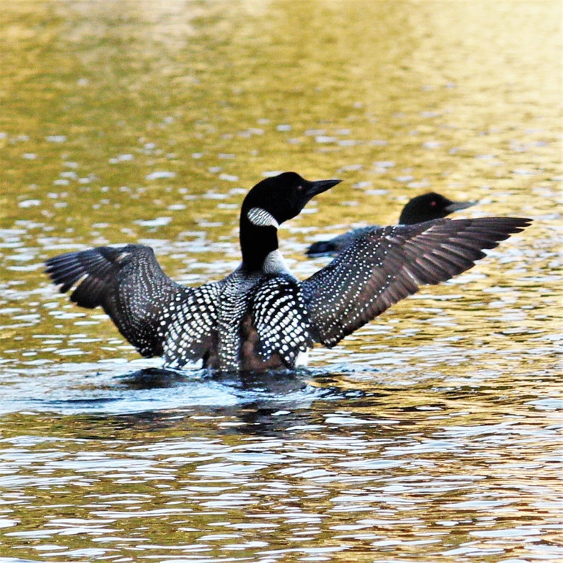Loon Pair on the Lake - Instant Download - One Flapping - Etsy