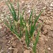 Green Mountain Multiplier Onion Seeds Perennial, Vegetable Seeds ...