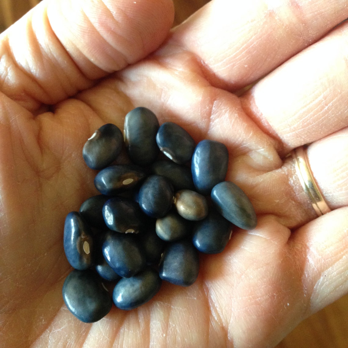 Nonna Agnes's Blue Bean Seeds Rare seeds Pole beans | Etsy