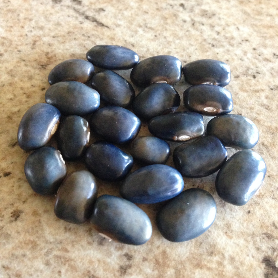 Nonna Agnes's Blue Bean Seeds Rare seeds Pole beans | Etsy