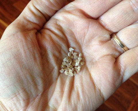 Mountain Princess Tomato Seeds Red Tomatoes Heirloom - Etsy