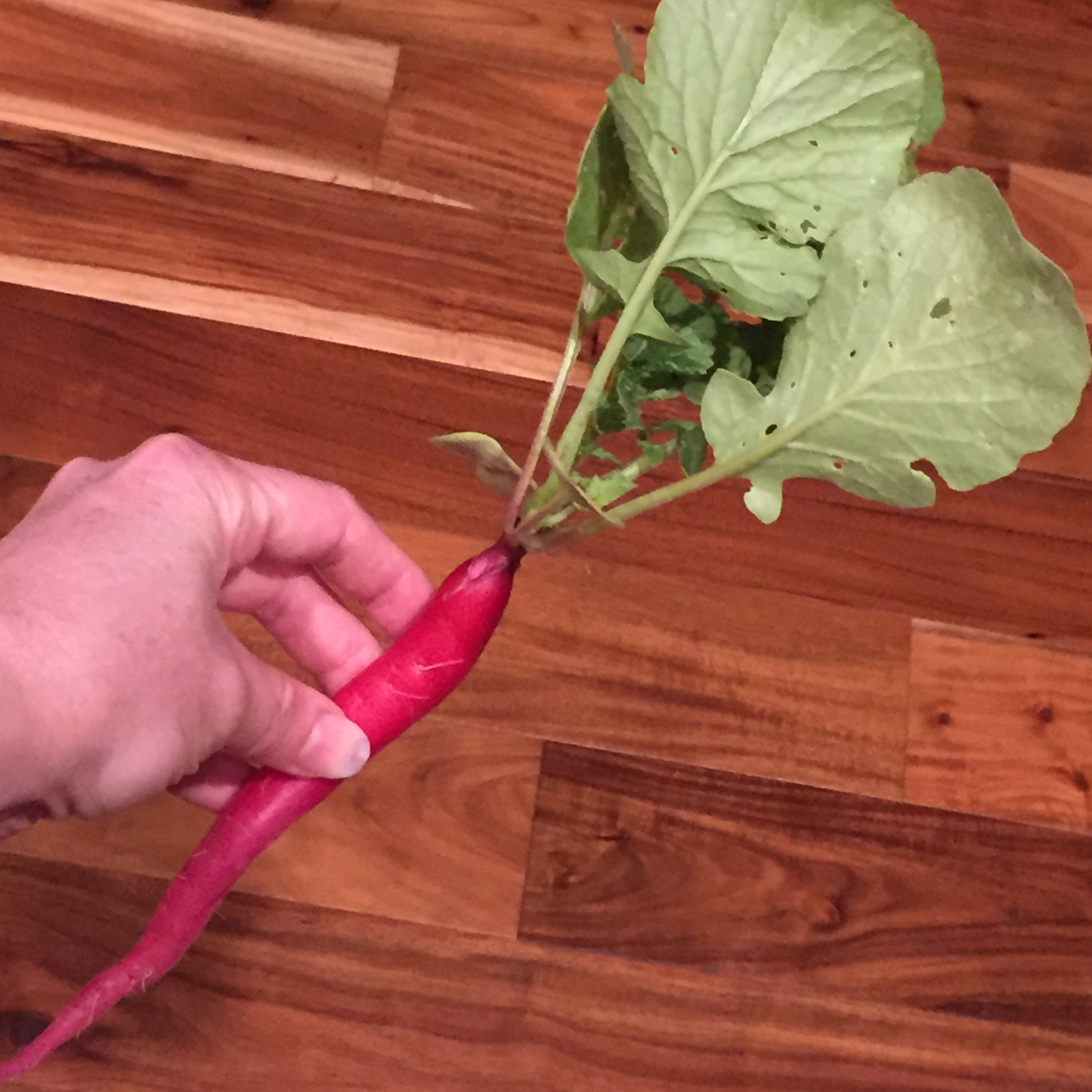 Cincinnati Market Radish Seeds Long Scarlet Radish, Heirloom Radish ...