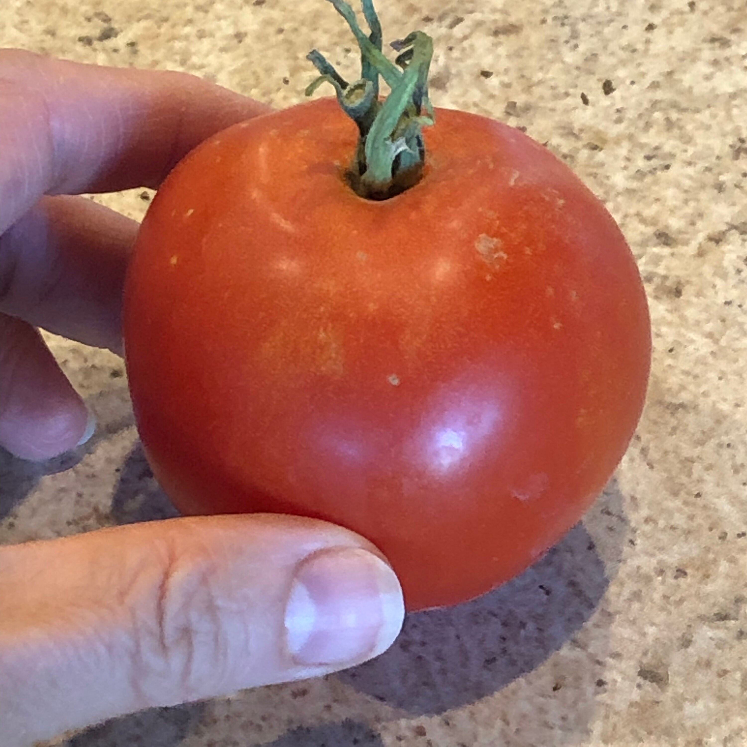 Mountain Princess Tomato Seeds Red Tomatoes Heirloom - Etsy