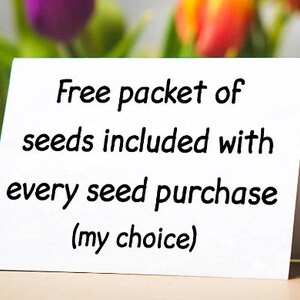 Mountain Princess Tomato Seeds Red Tomatoes, Heirloom Tomatoes, Organic ...