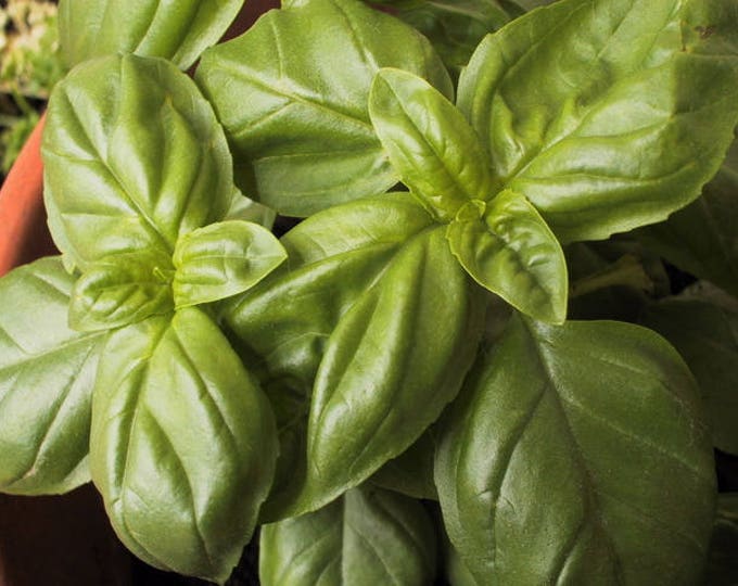 Sweet Basil Seeds Herb Seeds, Organic Basil Seeds, Heirloom Basil Seed ...