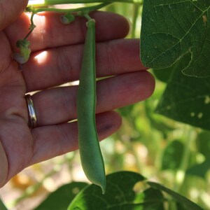 Nonna Agnes's Blue Bean Seeds Rare Seeds, Pole Beans, Blue Beans ...