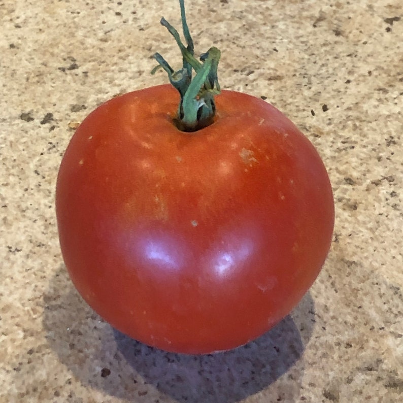 Mountain Princess Tomato Seeds Red Tomatoes Heirloom | Etsy