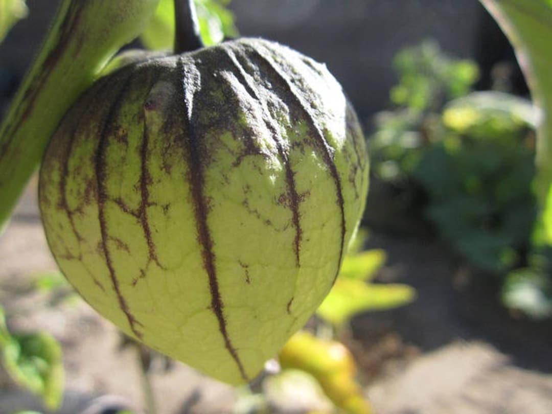 Green Tomatillo Seeds - Husk Tomato, Salsa Verde, Tomatillo Verde ...