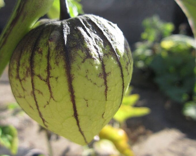 Green Tomatillo Seeds - Husk Tomato, Salsa Verde, Tomatillo Verde ...