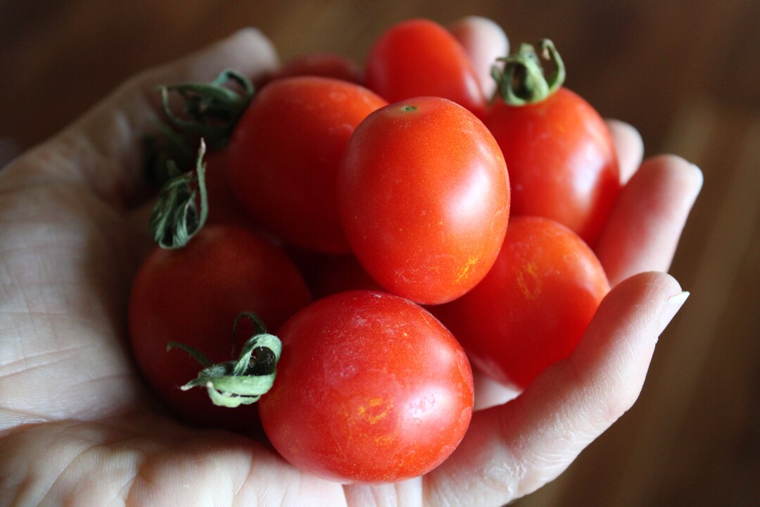 A Grappoli D'inverno Tomato Seeds BULK ORDER Grape Tomatoes, Heirloom ...