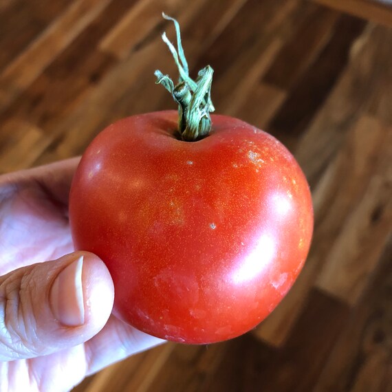Mountain Princess Tomato Seeds Red Tomatoes Heirloom - Etsy