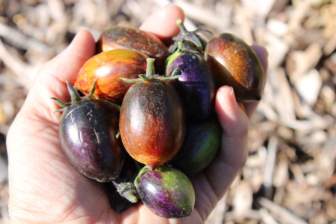 Brad's Atomic Grape Tomato Seeds - Indeterminate, Heirloom Tomato ...