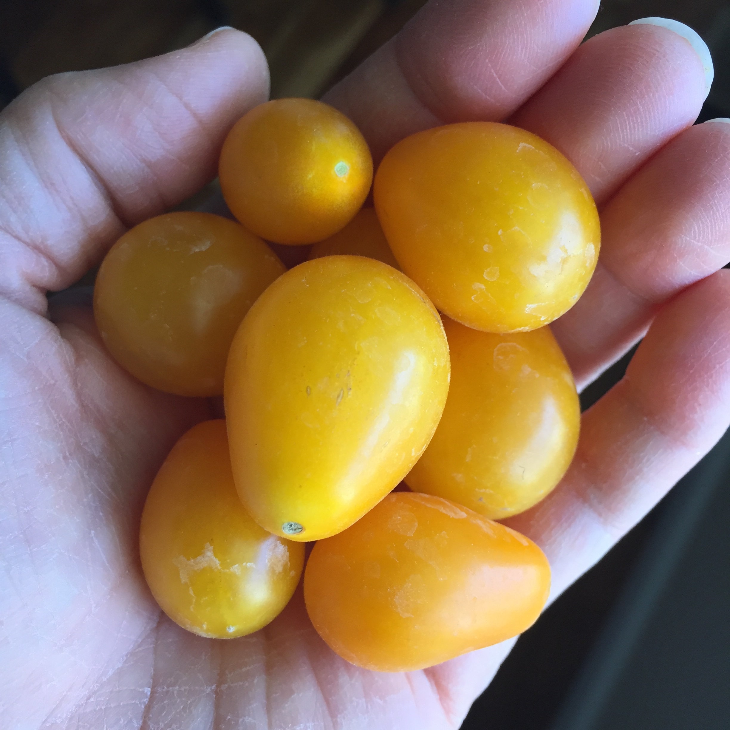 Little Yellow Tomatoes