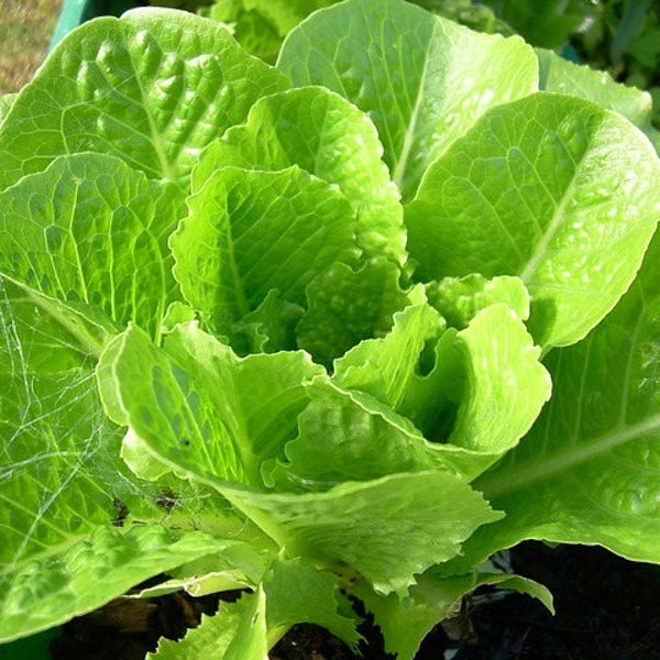 Container Gardening - Etsy