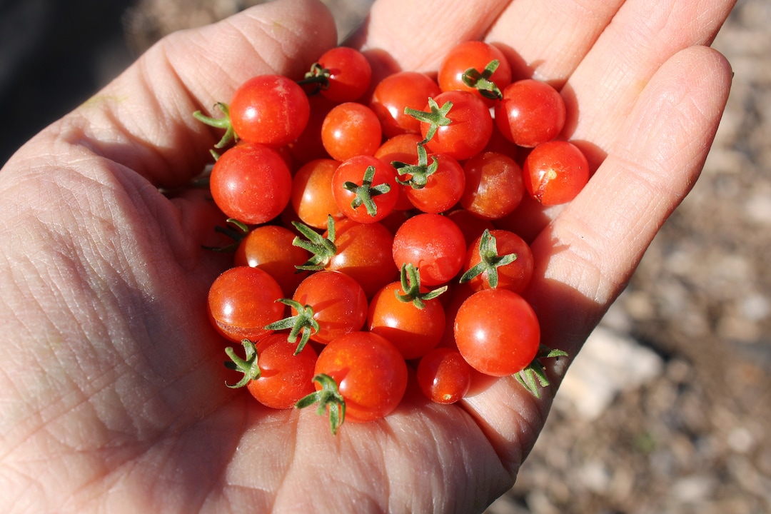 Spoon Tomato Seeds - Cherry Tomato, Tiny Tomato, Spoon Tomatoes, Small ...