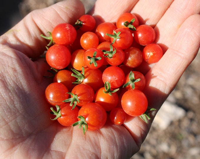 Spoon Tomato Seeds - Cherry Tomato, Tiny Tomato, Spoon Tomatoes, Small ...