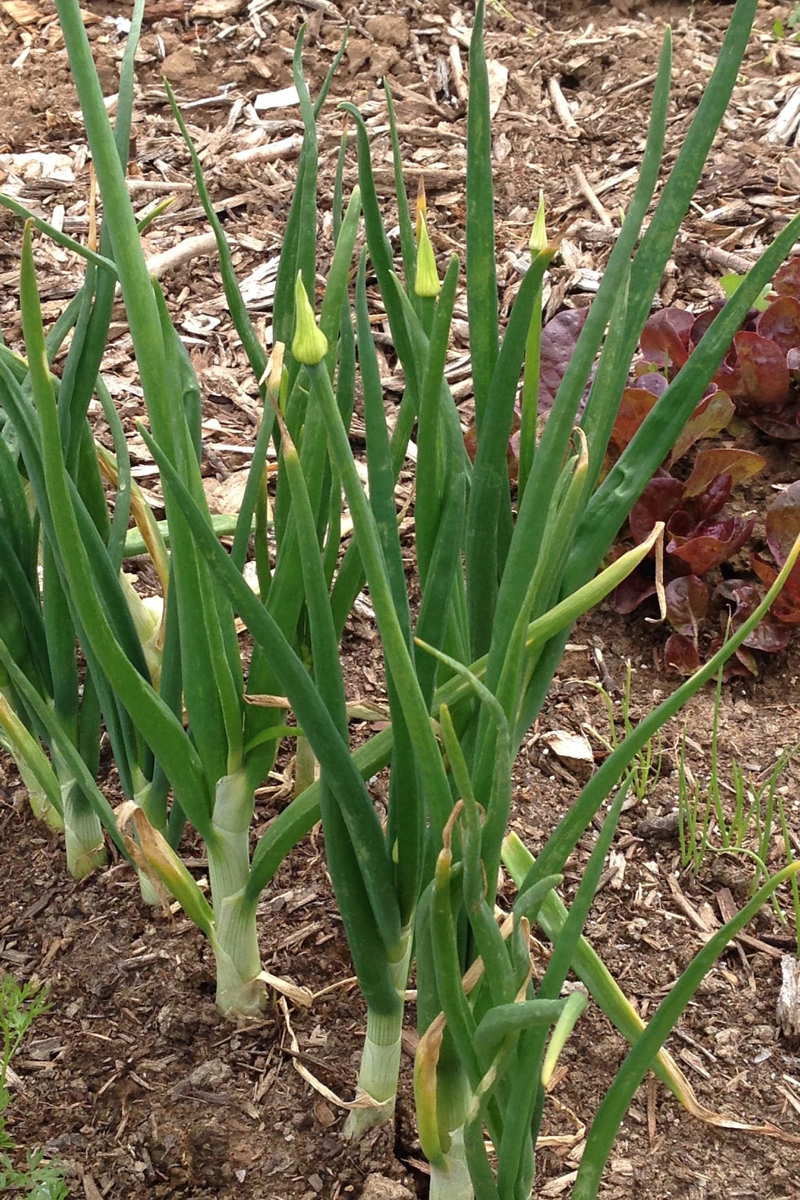 Green Mountain Multiplier Onion Seeds Perennial Vegetable - Etsy