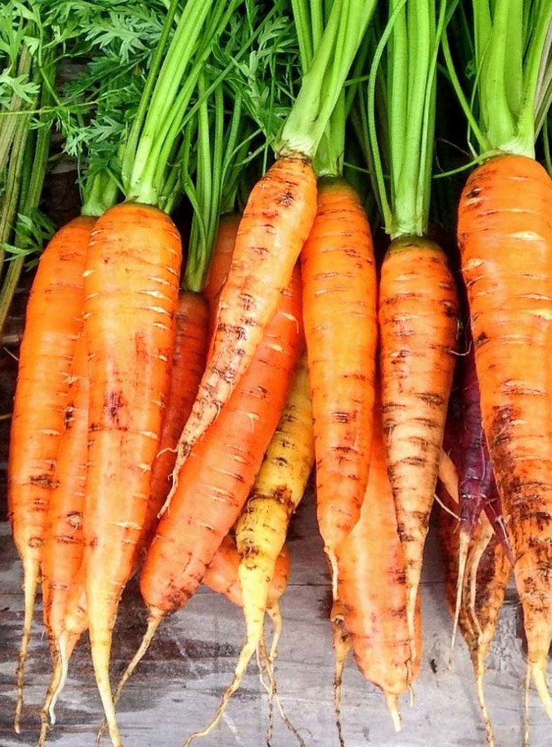 St. Valery Carrot Seeds - Rare Variety - Heirloom Carrot Seed, Organic ...