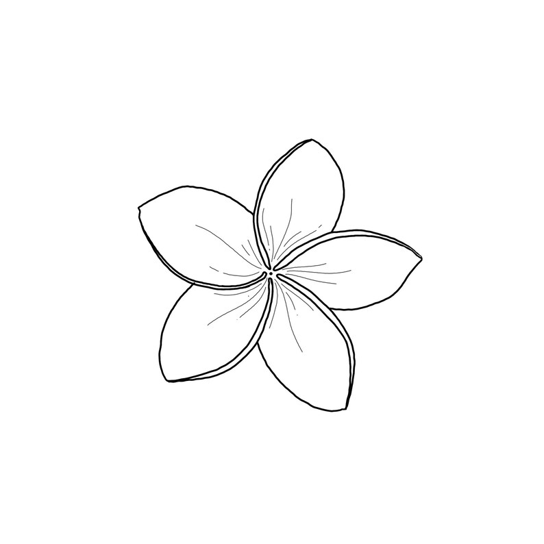 Hand-drawn Frangipani Flower | Floral Procreate Stamps (digital ...