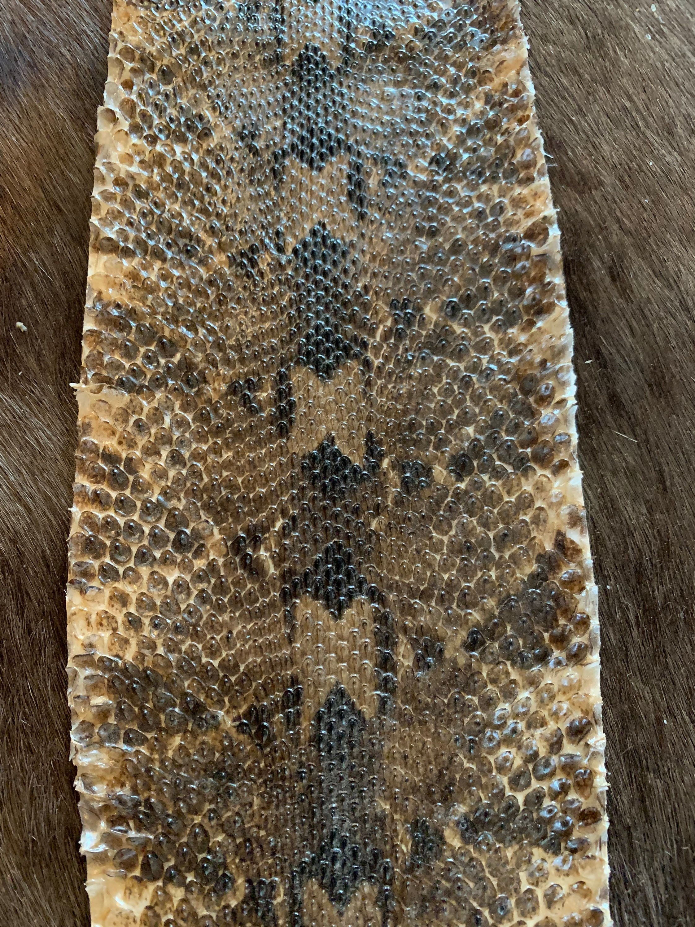 Rhino Viper Articulated Shed Venomous Taxidermy - Etsy